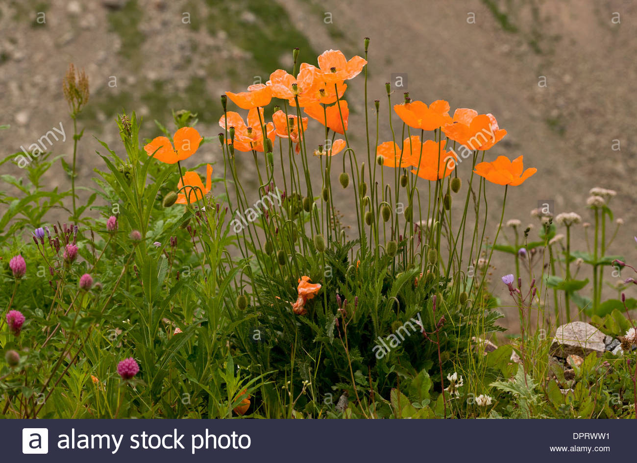 Papaver lateritium pontic alps flora hi-res stock photography and ...