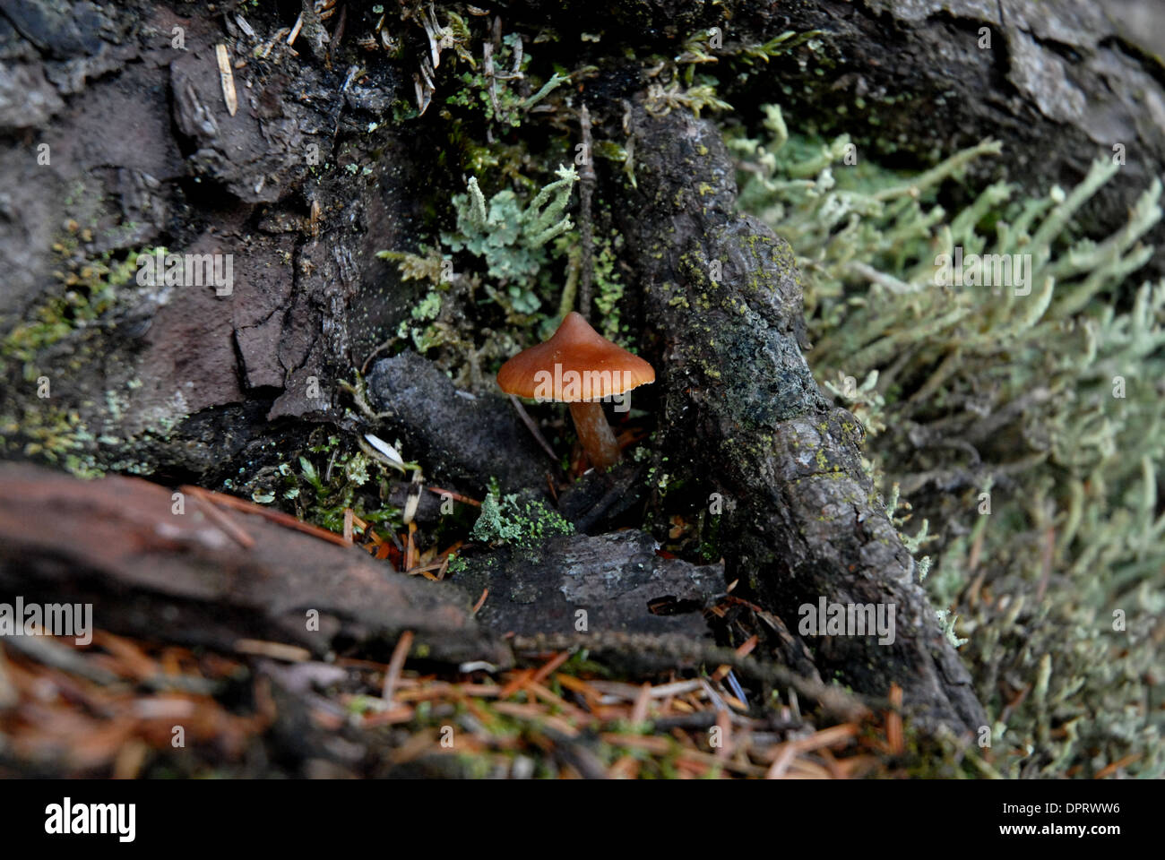 Fungi, Funghi, Toadstools Stock Photo - Alamy