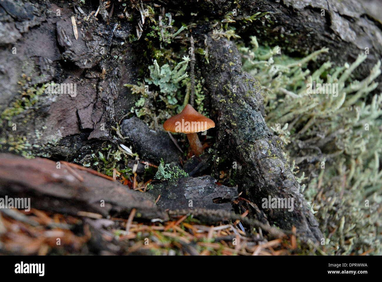 Fungi, Funghi, Toadstools Stock Photo - Alamy