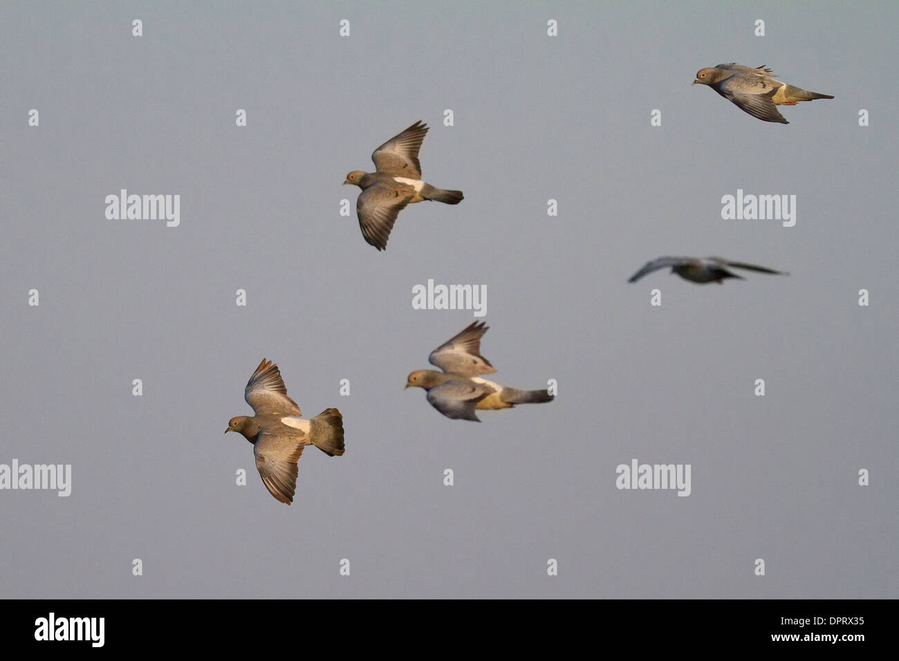 A flock of Yellow-eyed Pigeon or Pale-backed Pigeon (Columba eversmanni ...