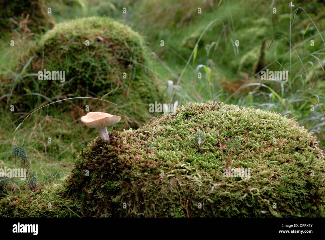 Fungi, Funghi, Toadstools Stock Photo - Alamy