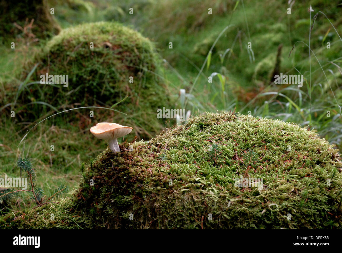 Fungi, Funghi, Toadstools Stock Photo - Alamy