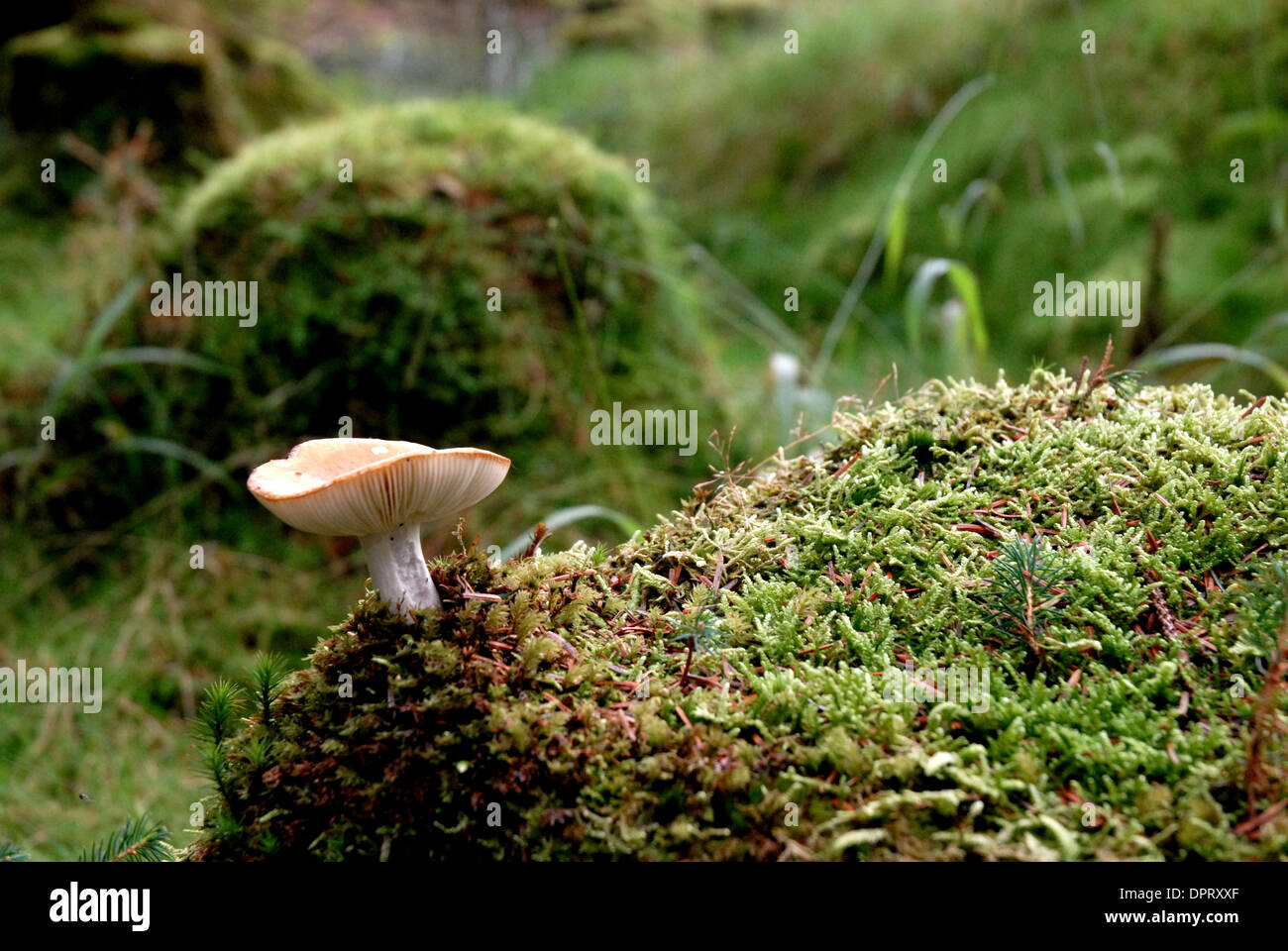 Fungi, Funghi, Toadstools Stock Photo - Alamy