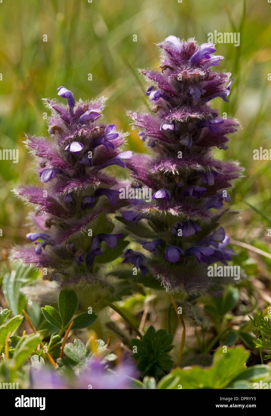 Pyramidal Bugle, Ajuga pyramidalis in flower in high alpine pastures ...