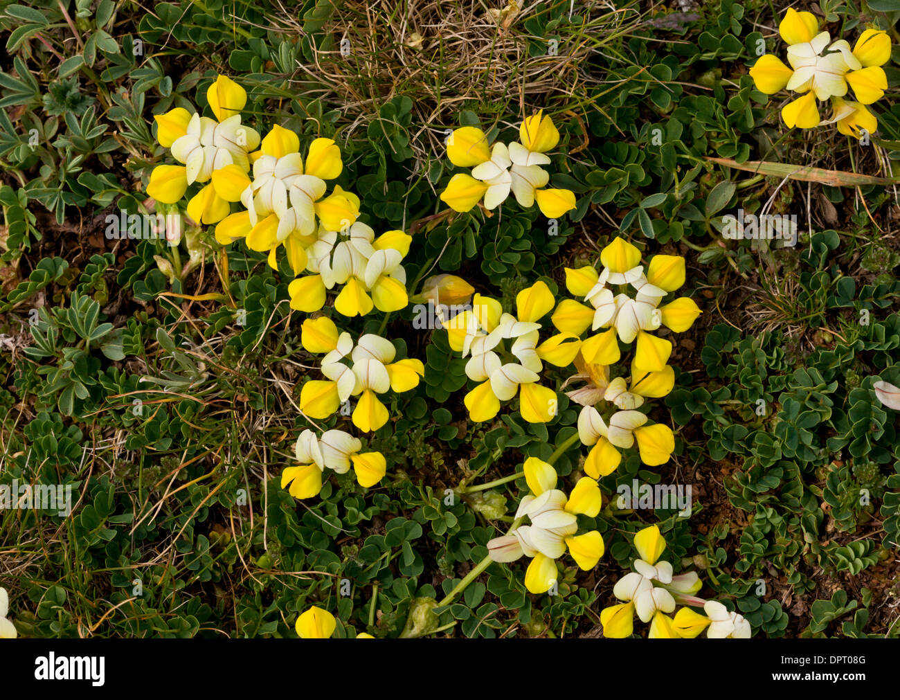 Yellow crown vetch hi-res stock photography and images - Alamy