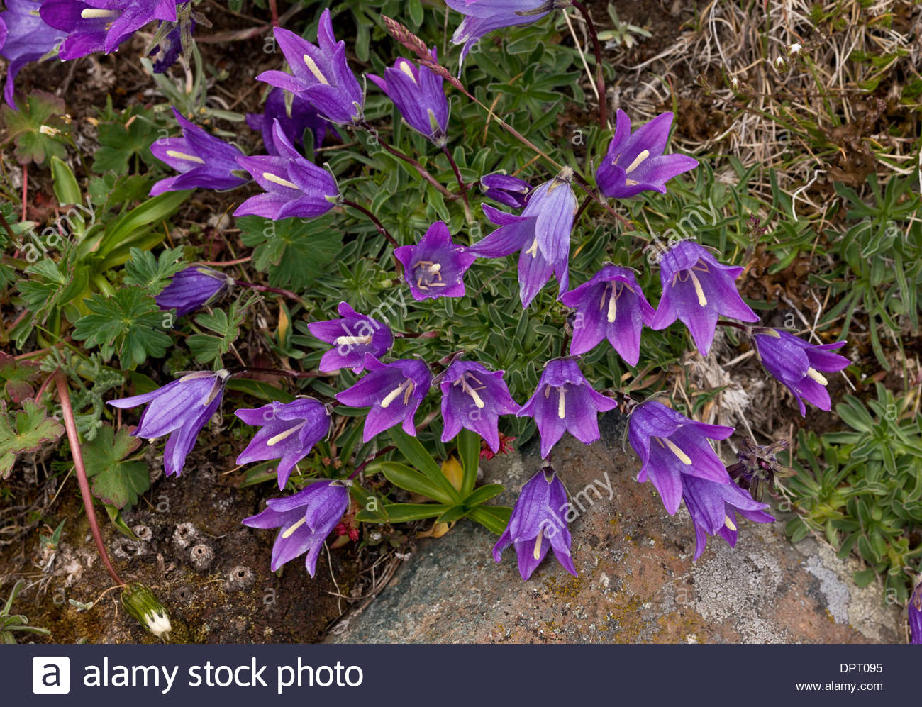 Alpine bellflower hi-res stock photography and images - Alamy