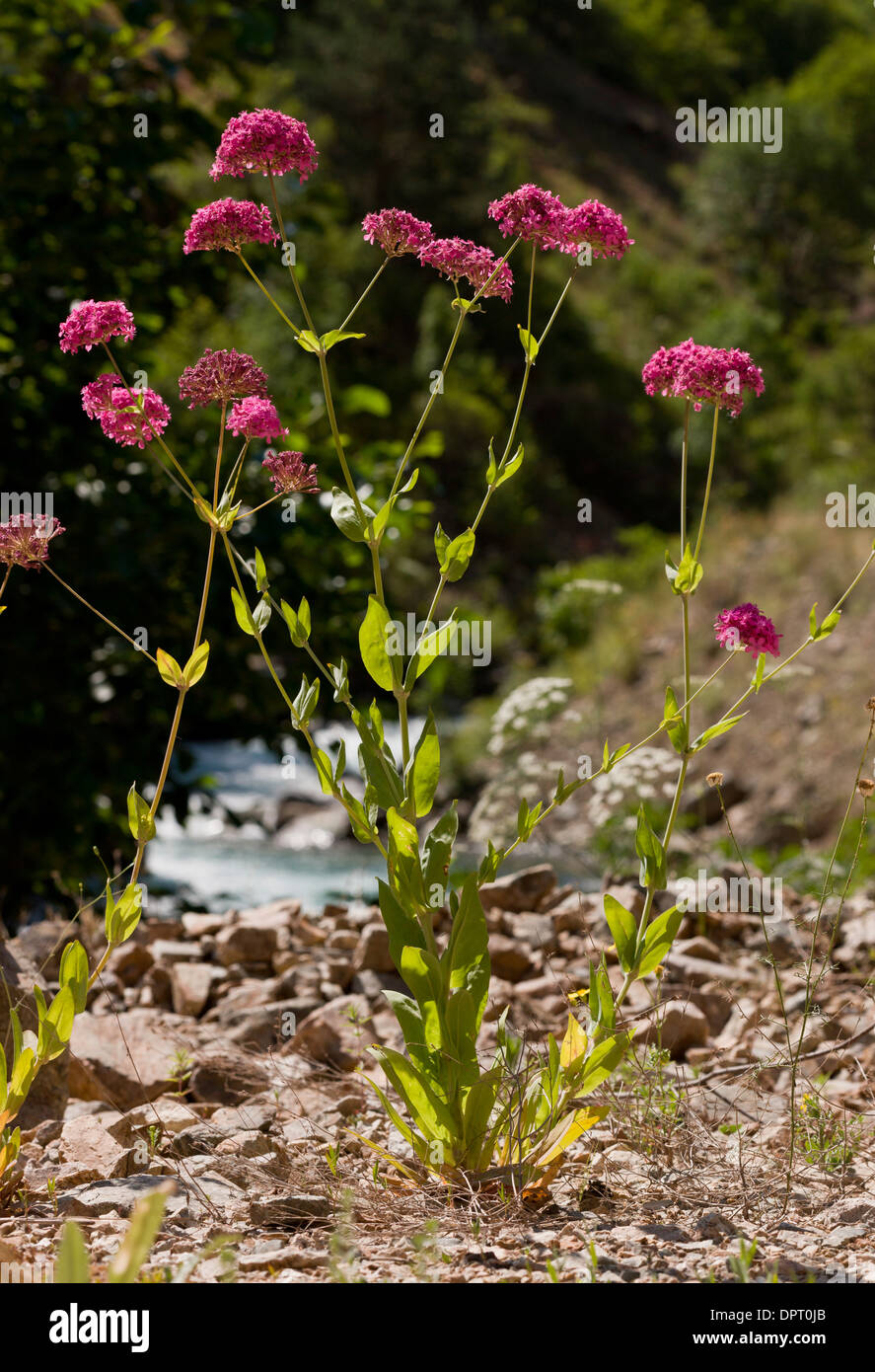 A campion, Silene compacta, north-east Turkey Stock Photo - Alamy
