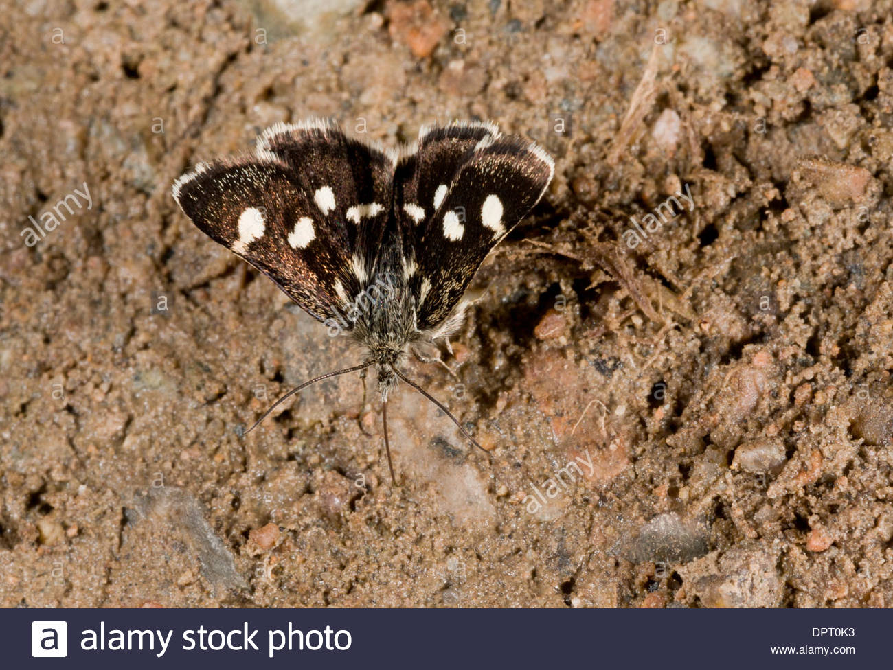 Day flying micro moth hi-res stock photography and images - Alamy