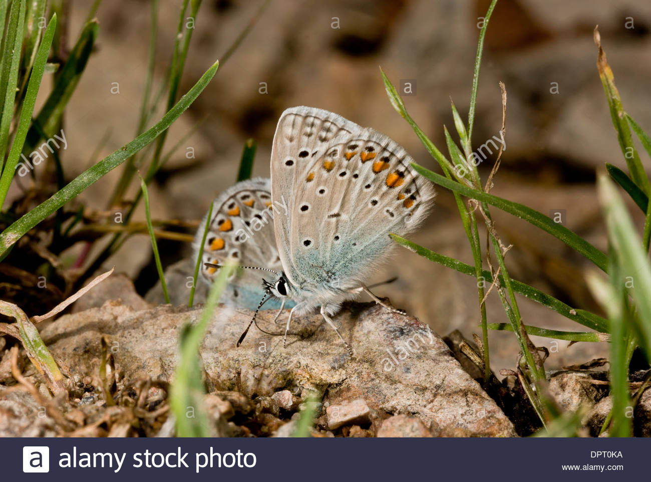 Zephyr Blue Butterfly High Resolution Stock Photography and Images - Alamy