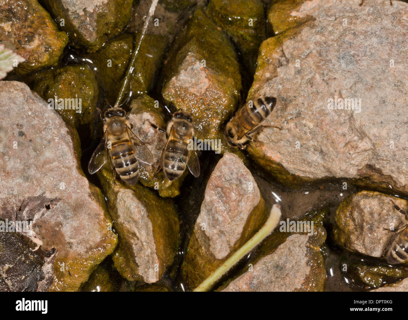 Honey bees, Apis mellifera drinking at shallow stream. Turkey Stock ...