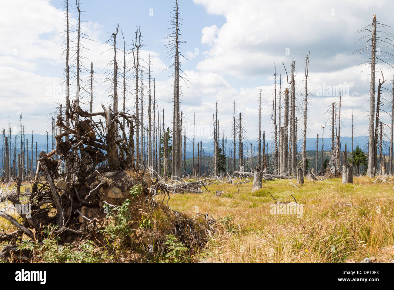 dead forest trees deadwood deforestation die death Stock Photo - Alamy