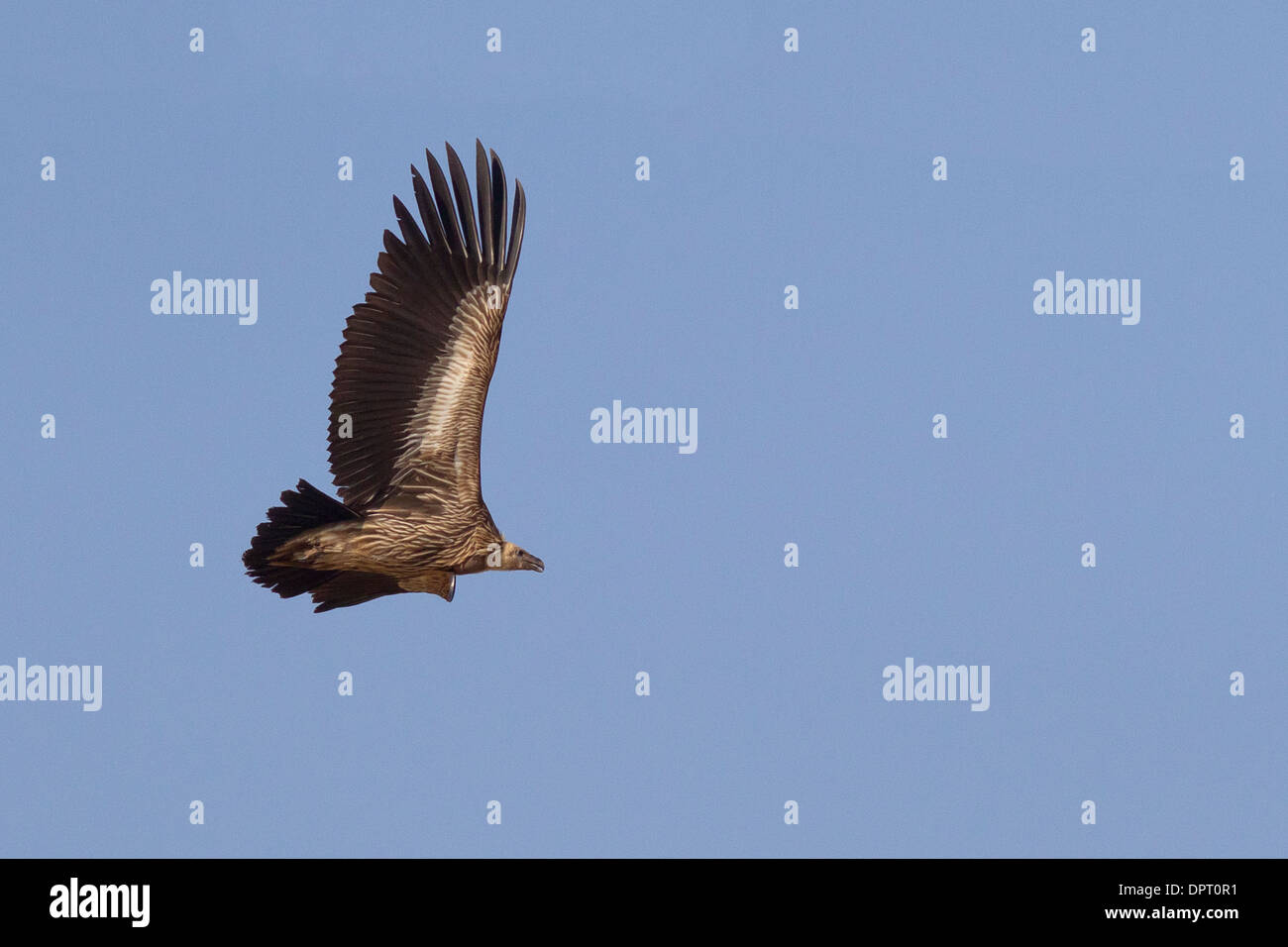 Himalayan Vulture or Himalayan Griffon Vulture (Gyps himalayensis) in ...