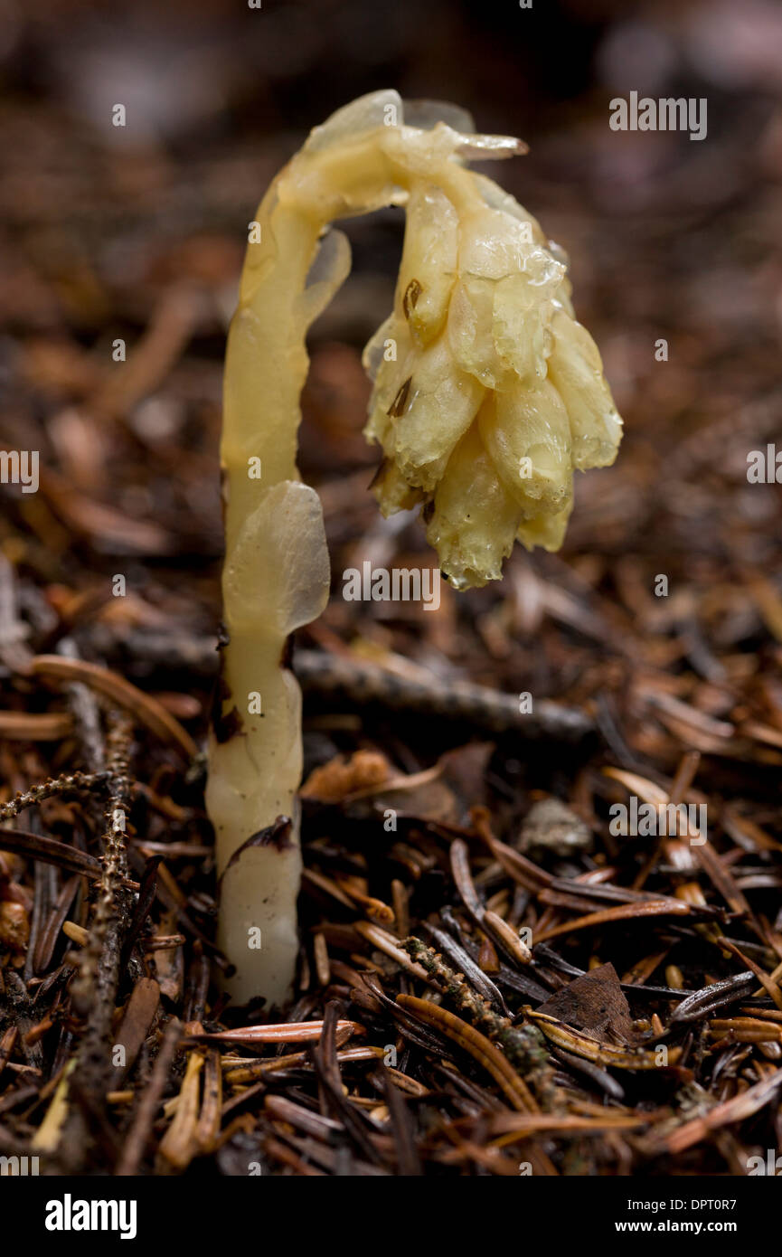 Monotropa hi-res stock photography and images - Alamy