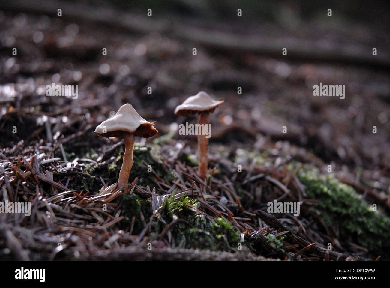 Fungi, Funghi, Toadstools Stock Photo - Alamy