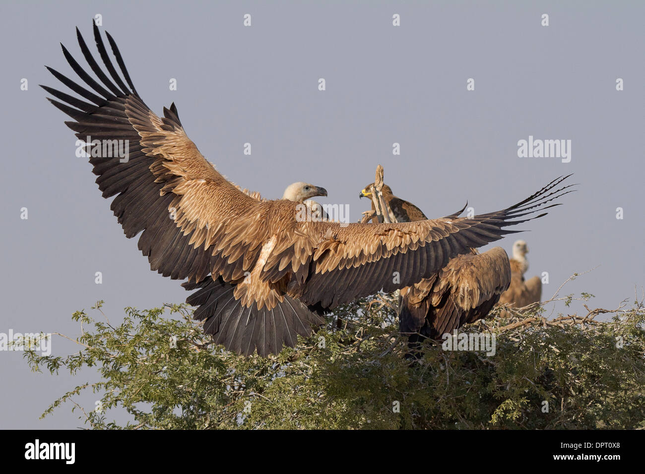 Eurasian Griffon Vulture (Gyps fulvus) near Bikaner, Rajasthan, India ...