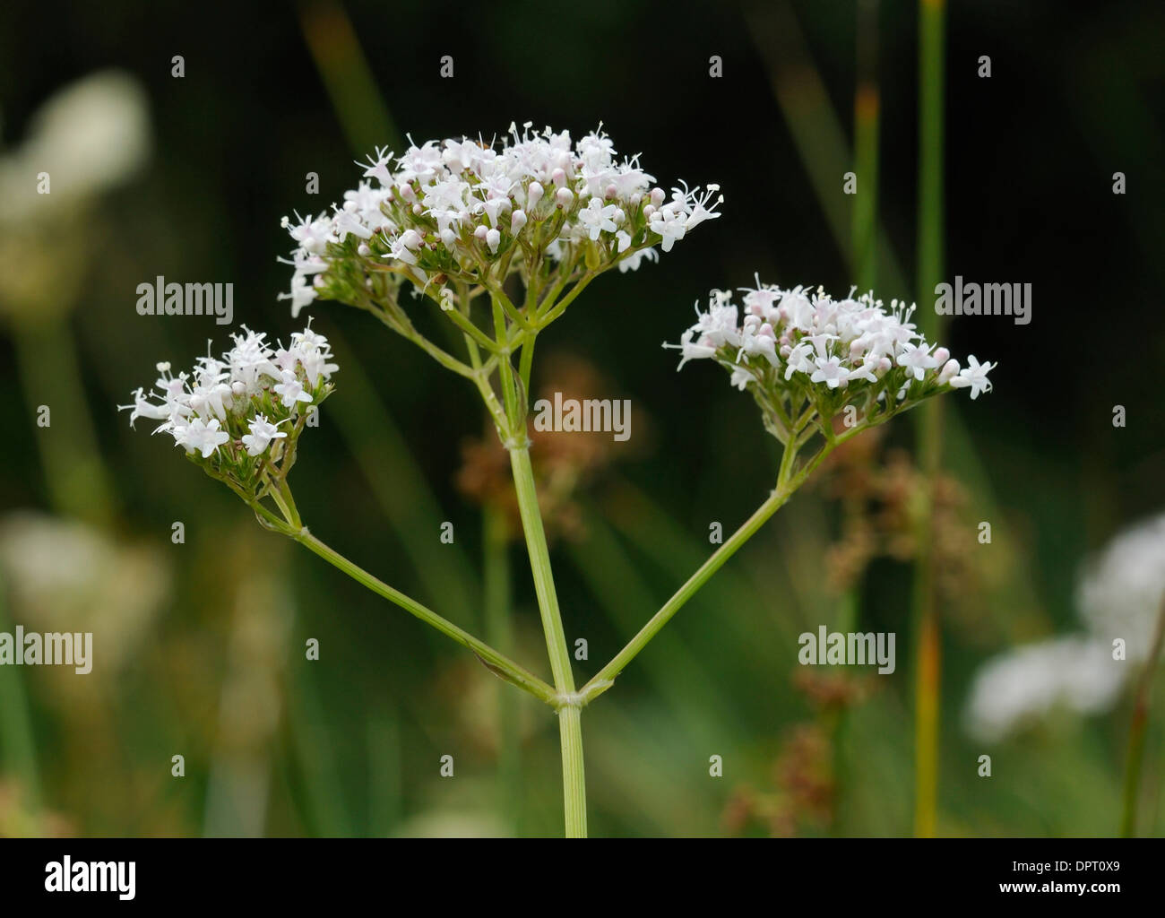 Common Valerian - Valeriana officinalis Stock Photo - Alamy