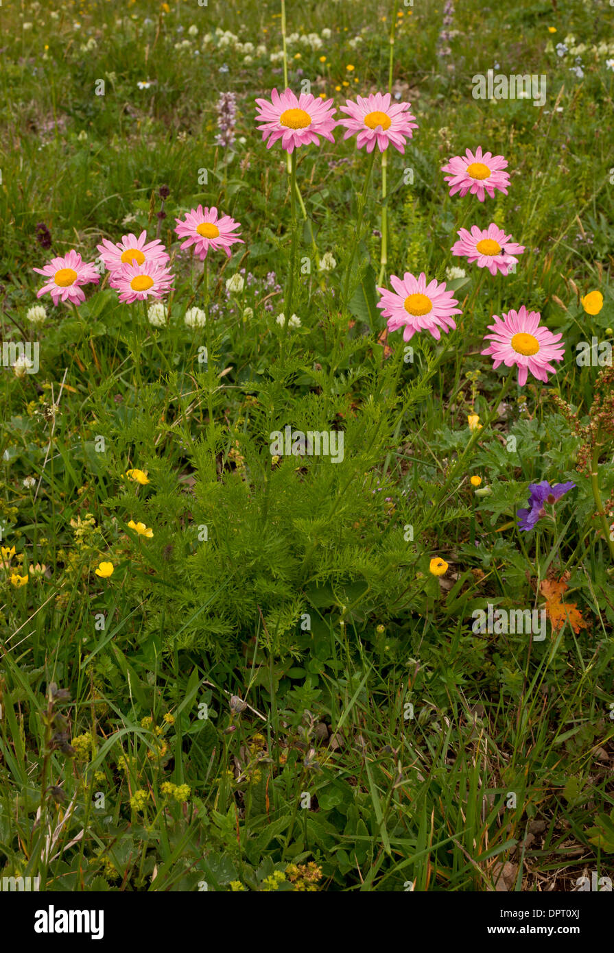 Persian chrysanthemum, Tanacetum coccineum ssp. chamaemelifolium ...