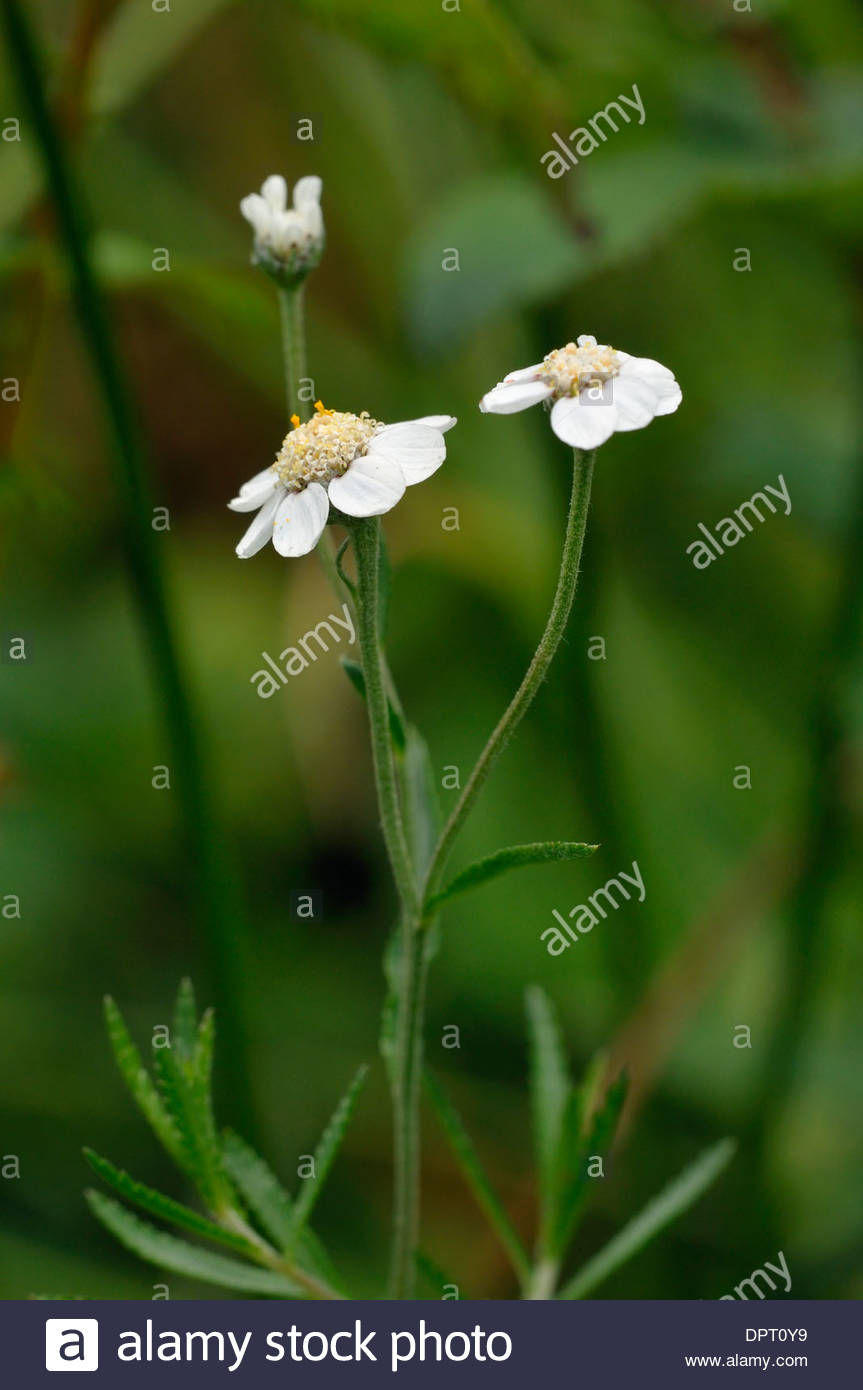 Sneezewort achillea ptarmica hi-res stock photography and images - Alamy