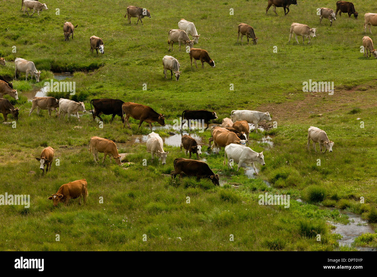 Huge cattle herd in the high pastures on the east side of the Cam Pass ...