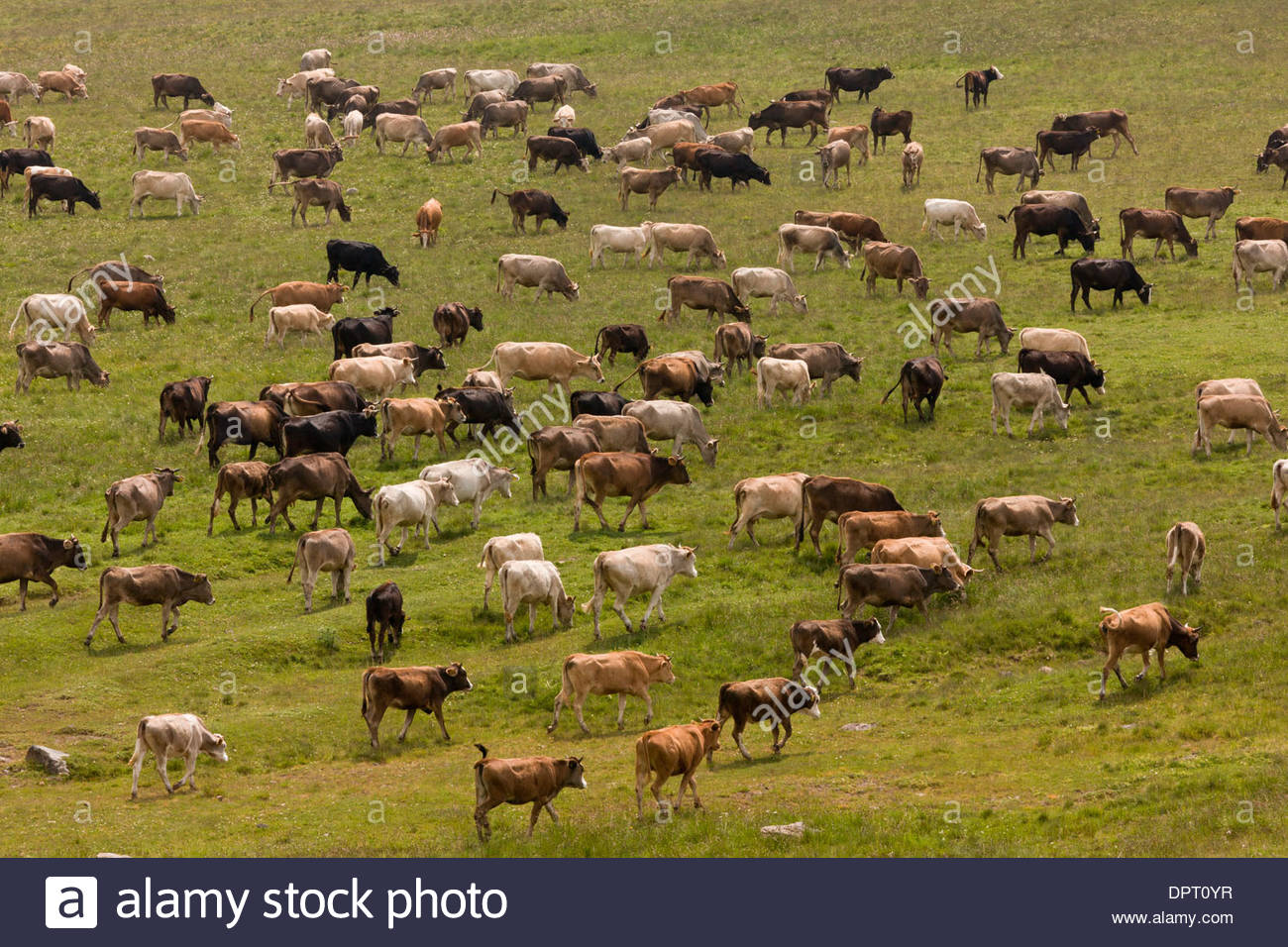 Turkey cows hi-res stock photography and images - Alamy