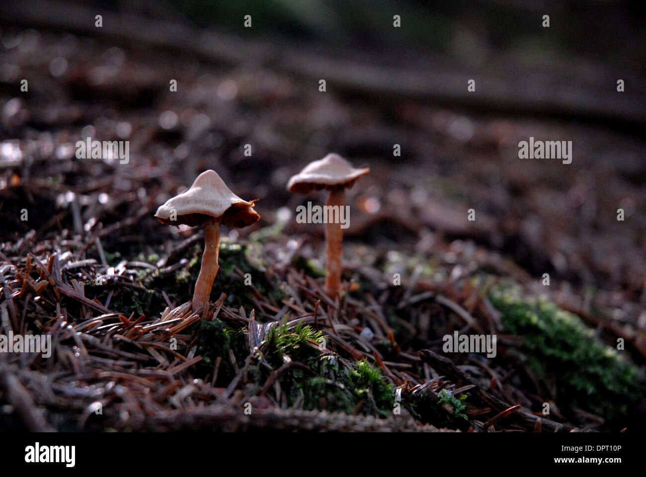 Fungi, Funghi, Toadstools Stock Photo - Alamy