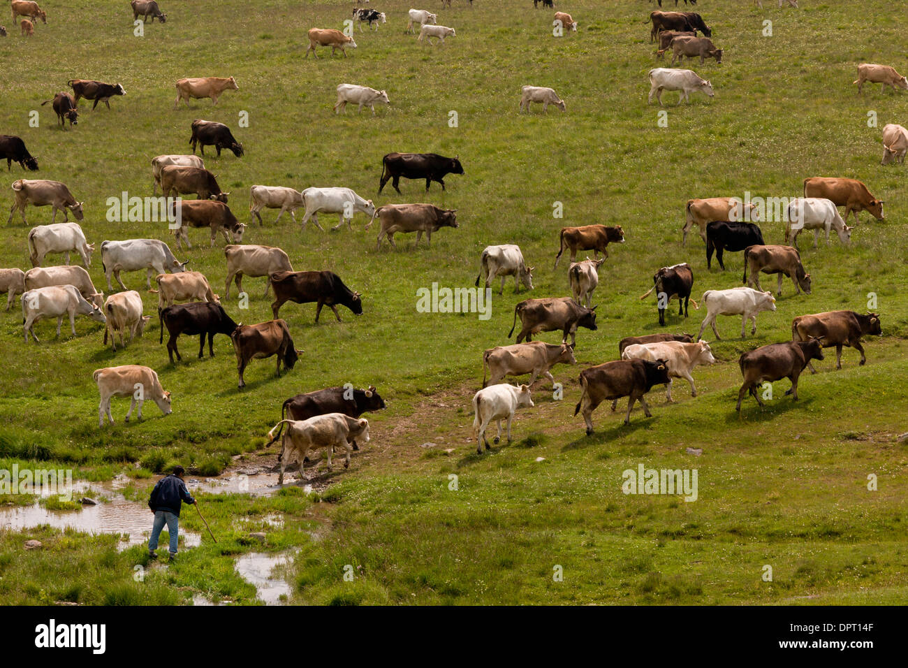Huge cattle herd in the high pastures on the east side of the Cam Pass ...