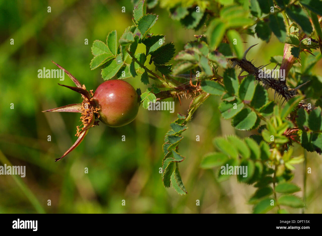 Burnet Rose - Rosa pimpinellifolia Rose Hip, Kenfig Dunes Stock Photo ...