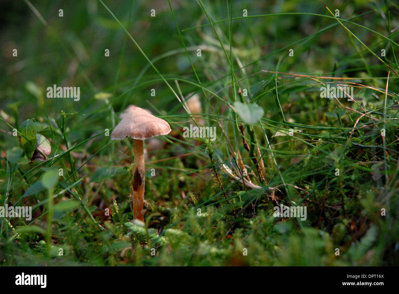 Fungi, Funghi, Toadstools Stock Photo - Alamy