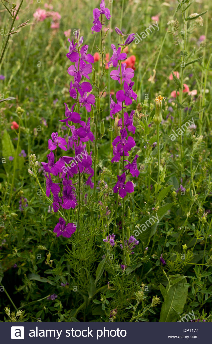 Consolida orientalis larkspur hi-res stock photography and images - Alamy