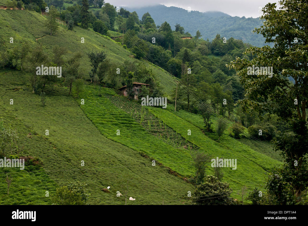Tea plantations on the steep slopes of the Firtina valley, Pontic Alps ...