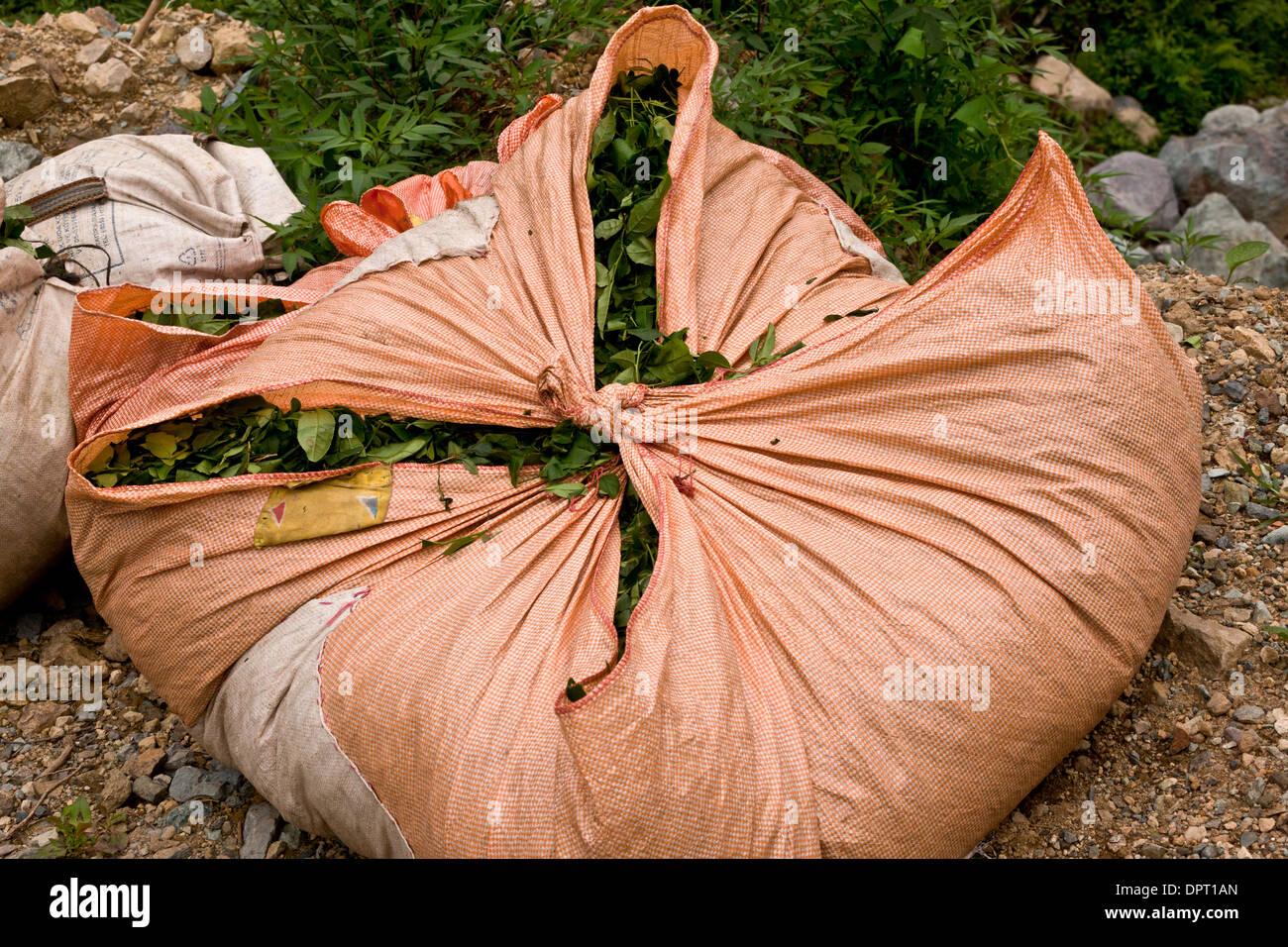 Bag of collected Turkish tea in the Firtina valley, Pontic Alps, north ...
