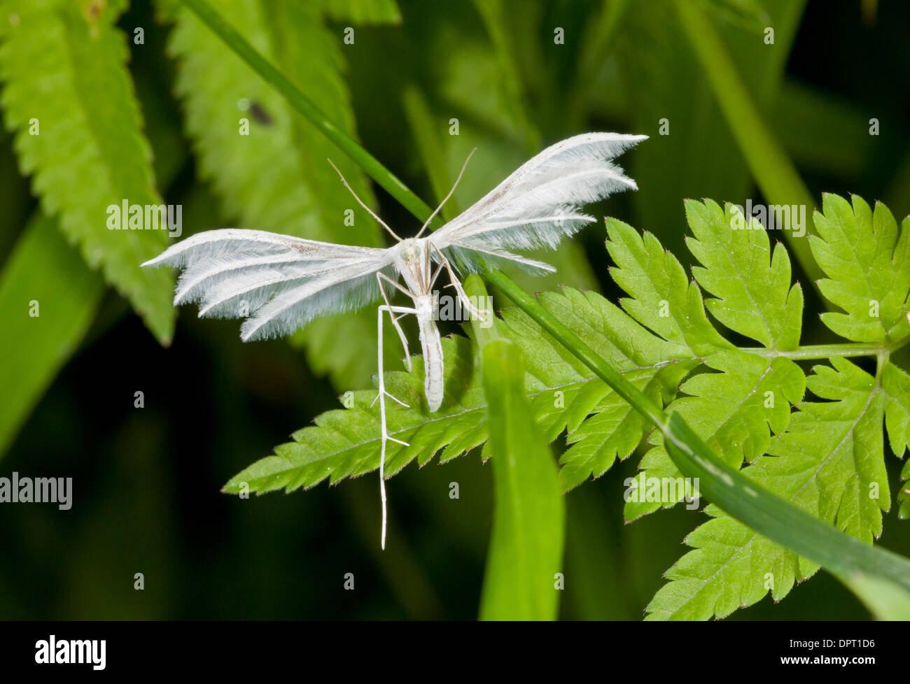 White Plume moth, Pterophorus pentadactyla; larvae feed on bindweed ...