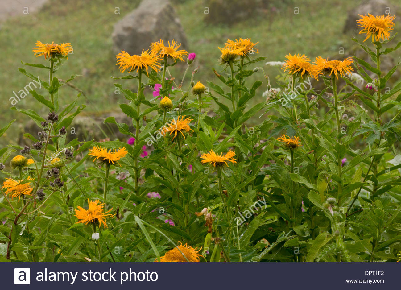 Giant inula hi-res stock photography and images - Alamy