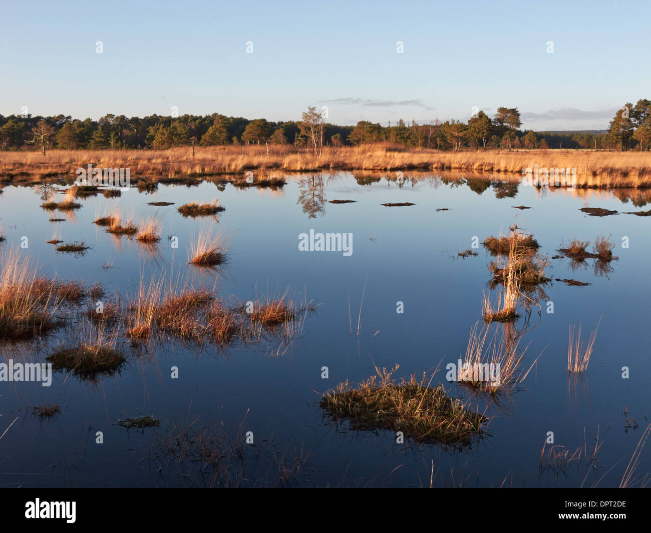 Thursley National Nature Reserve Surrey Hills Stock Photo - Alamy