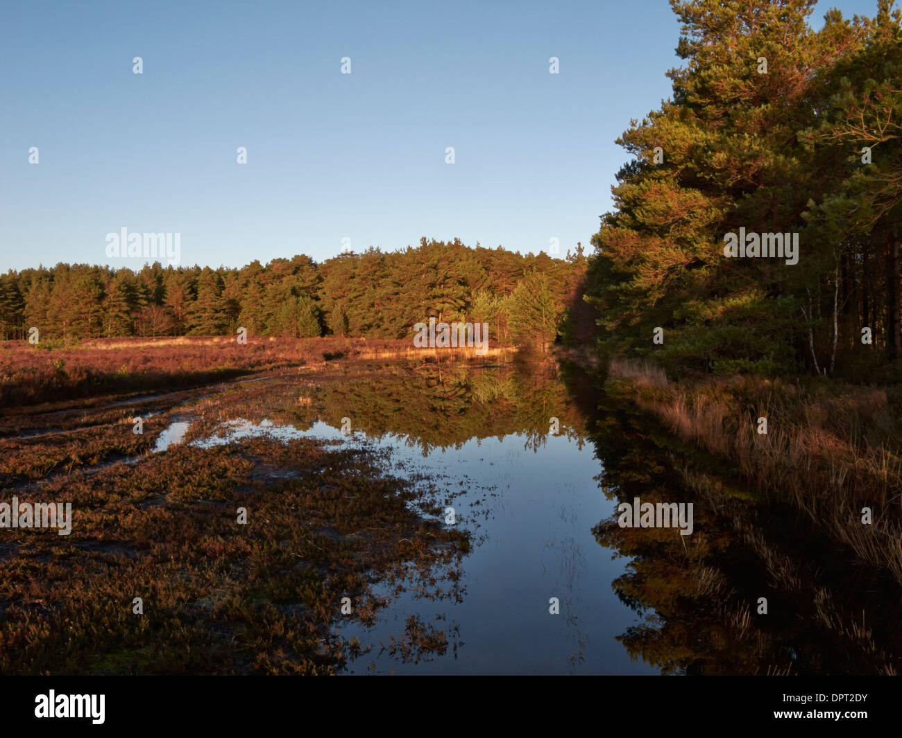 Thursley National Nature Reserve Surrey Hills Stock Photo - Alamy