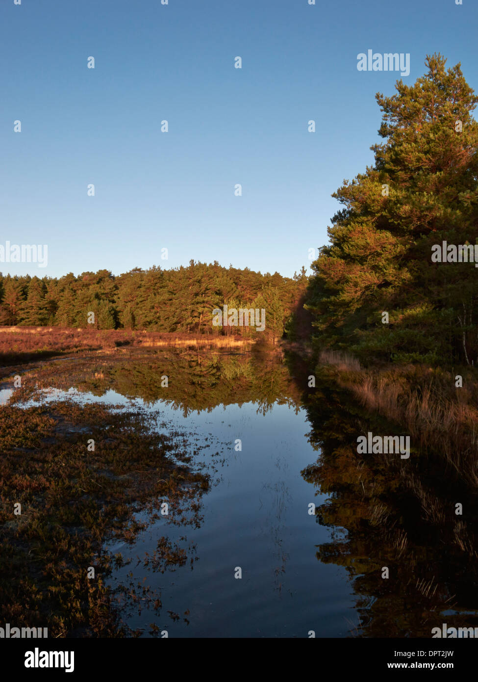 Thursley National Nature Reserve Surrey Hills Stock Photo - Alamy