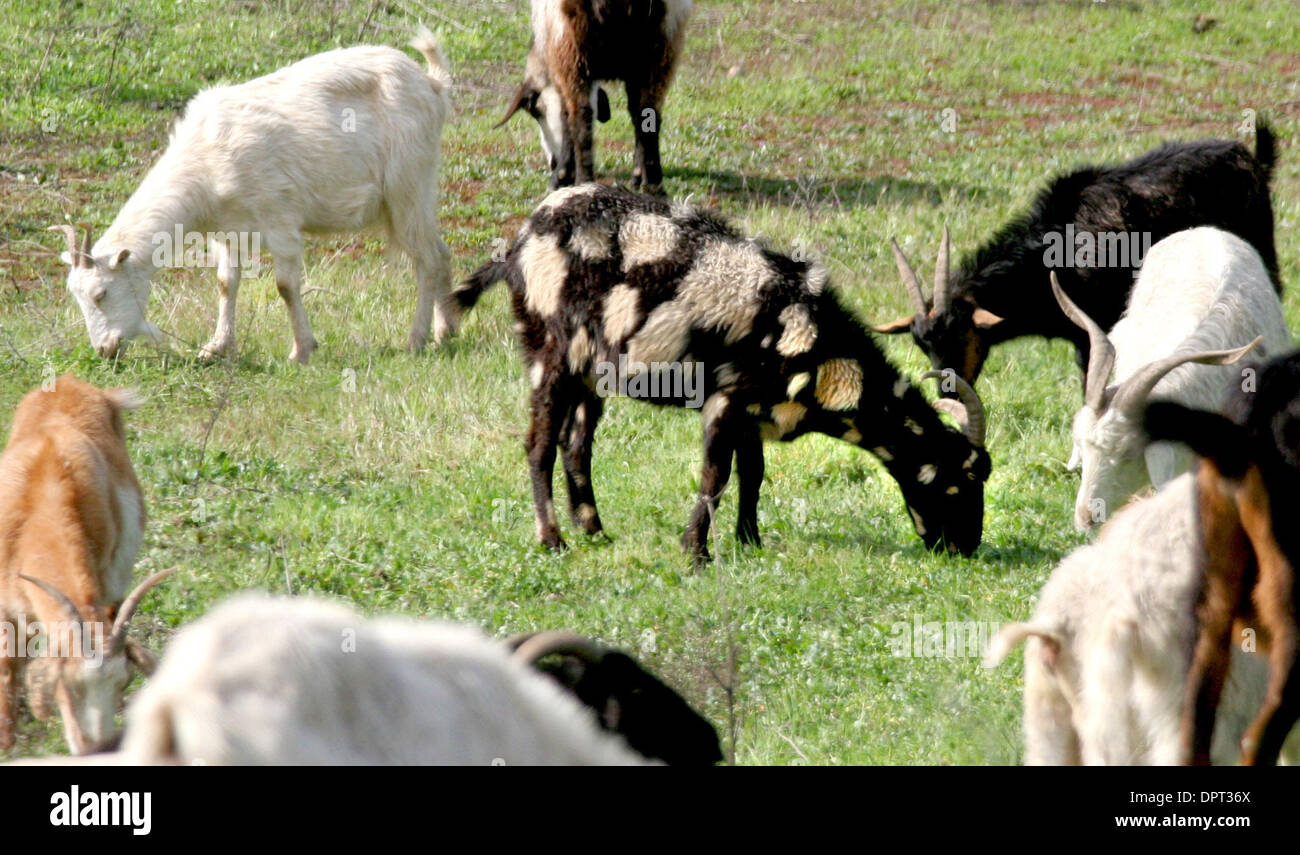 Sometimes it's good to be different, as this spotted goat r stands out ...