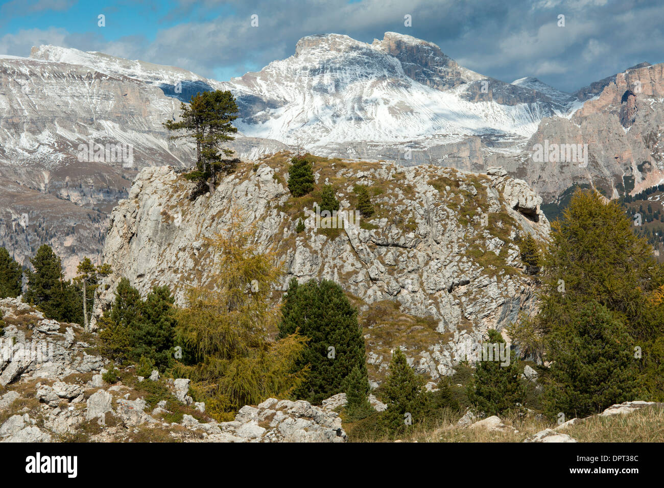 Pinus cembra italy hi-res stock photography and images - Alamy