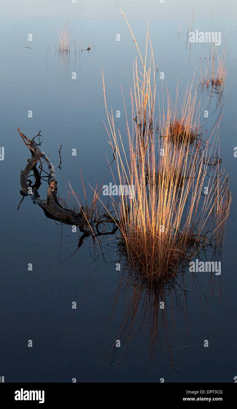 Grasses for ponds hi-res stock photography and images - Alamy