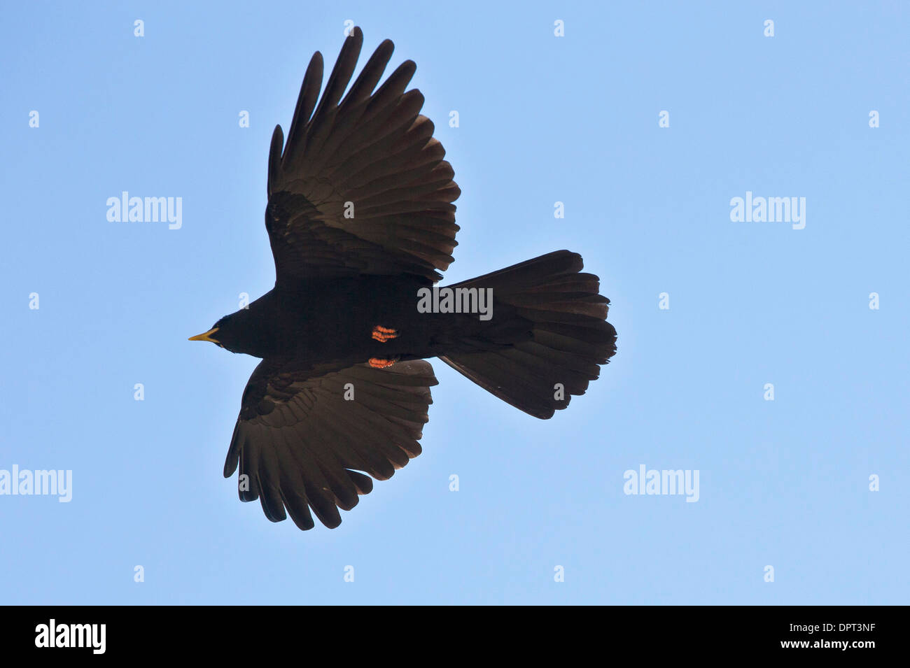 Alpine chough, Pyrrhocorax graculus in flight in autumn, Dolomites ...