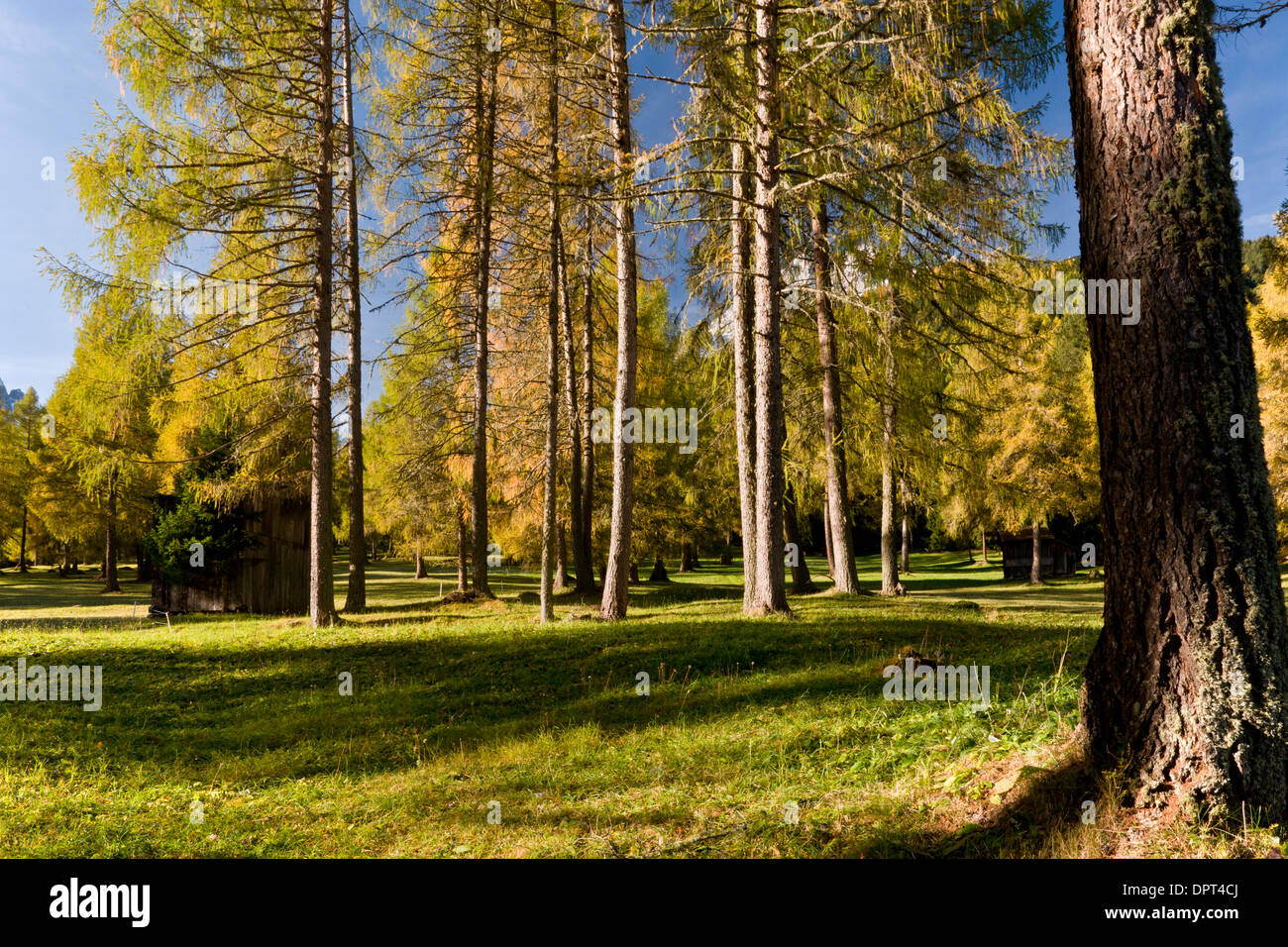Eastern larch tree hi-res stock photography and images - Alamy