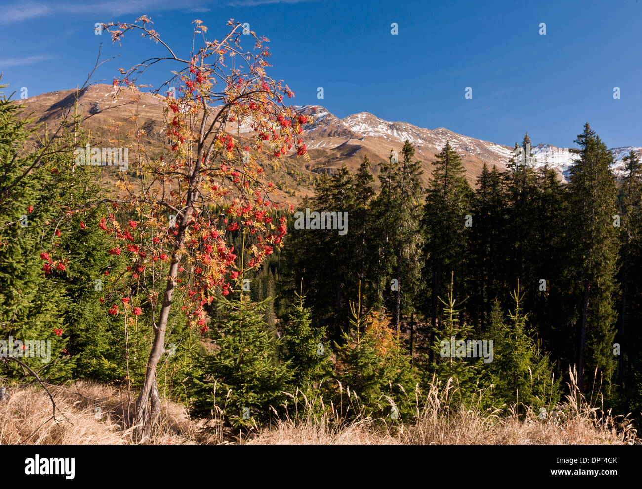 Sorbus aucuparia tree hi-res stock photography and images - Alamy