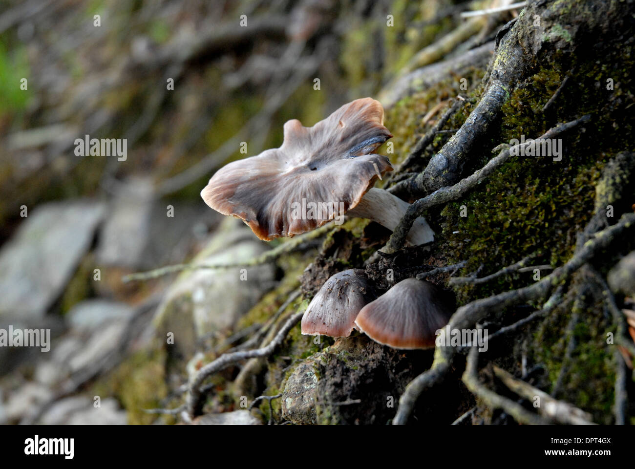 Fungi, Funghi, Toadstools Stock Photo - Alamy