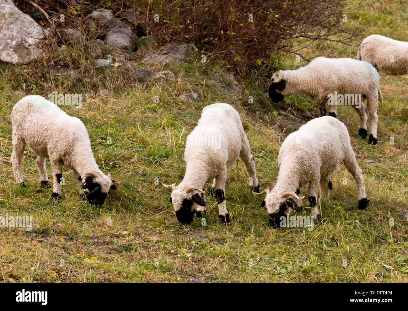 Valais Blacknose sheep or Walliser Schwarznasenschaf, a dual purpose ...