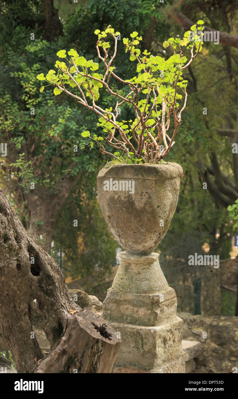Very old vase with geranium in courtyard of the castle Stock Photo - Alamy