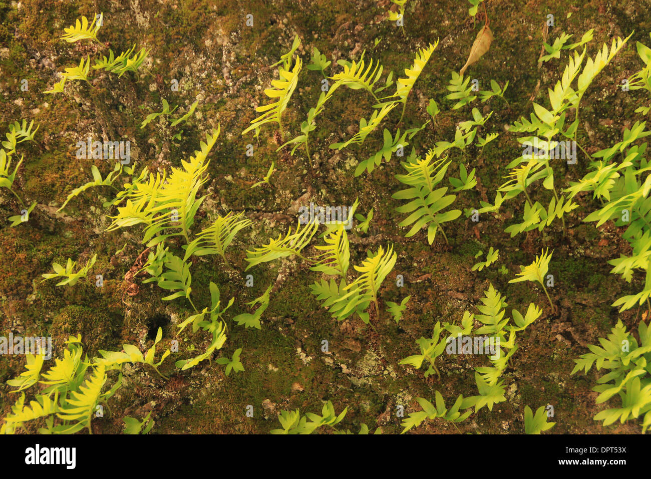 Fern on stone Stock Photo - Alamy