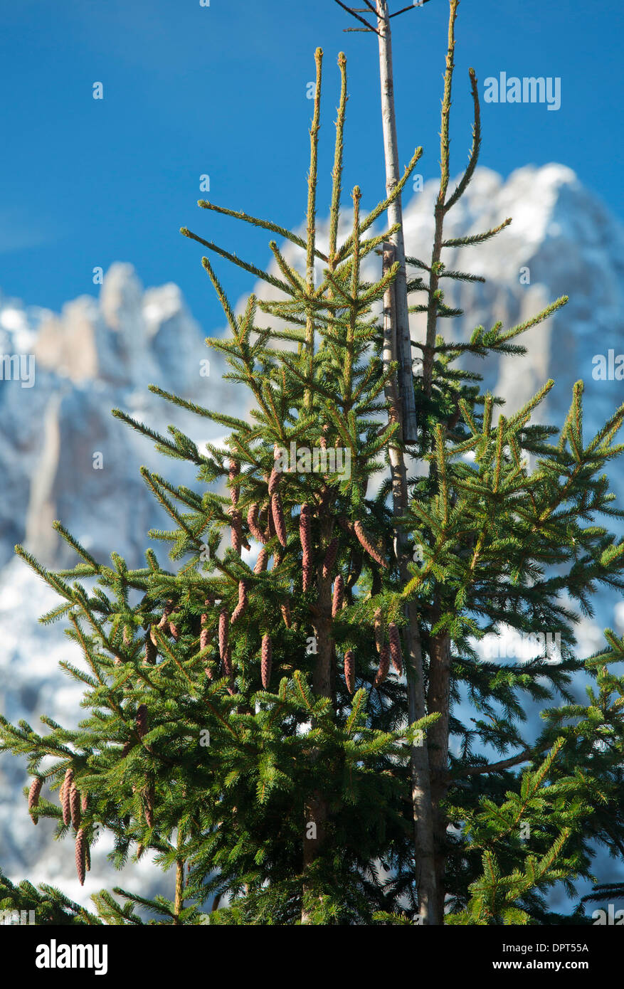 Norway Spruce, Picea abies with cones, in autumn, eastern Dolomites ...