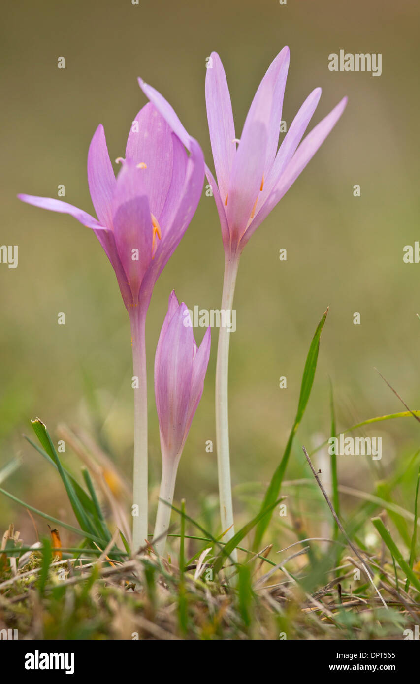 Colchicum Corm High Resolution Stock Photography and Images - Alamy
