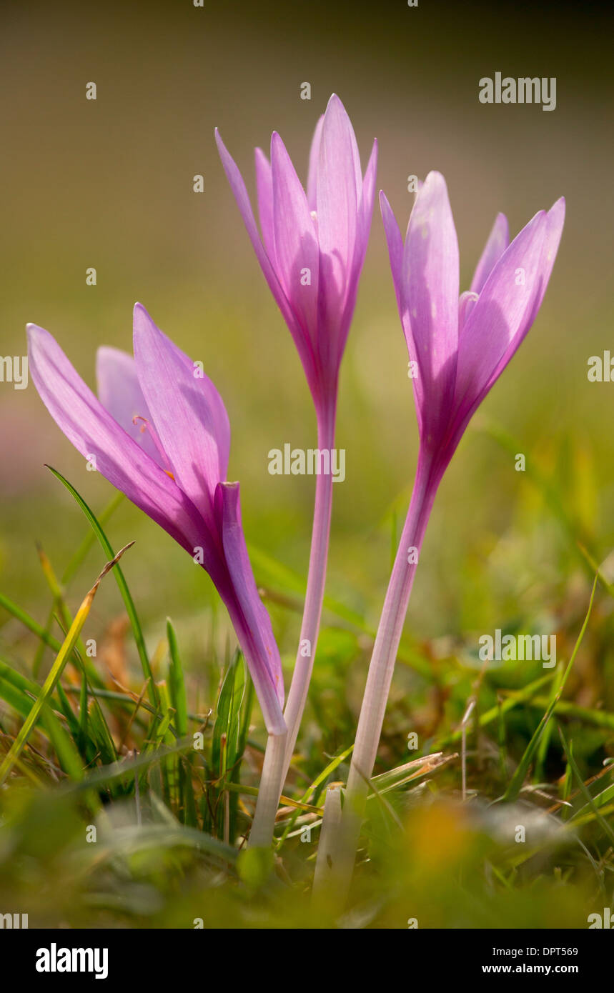 Colchicum autumnale fall autumn crocus hi-res stock photography and ...