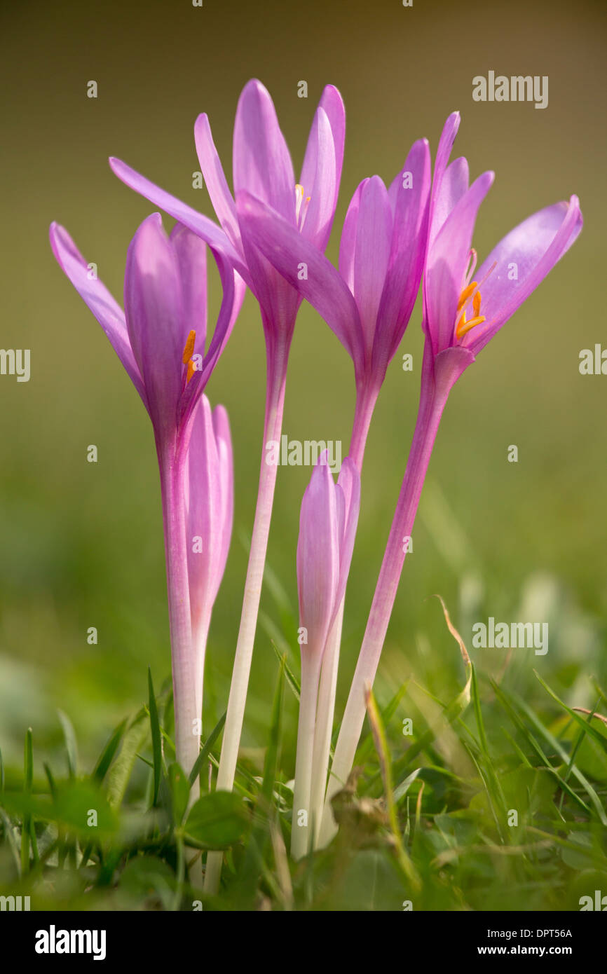 Colchicum Corm High Resolution Stock Photography and Images - Alamy